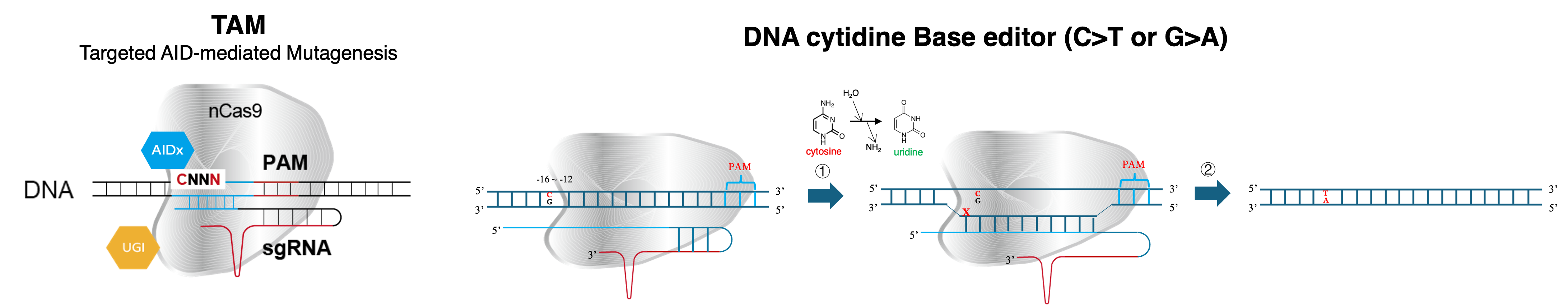 GenAssist Therapeutics